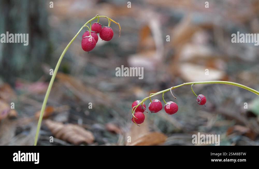 Inedible red berries of lilies of the valley in autumn forest. Cannot ...