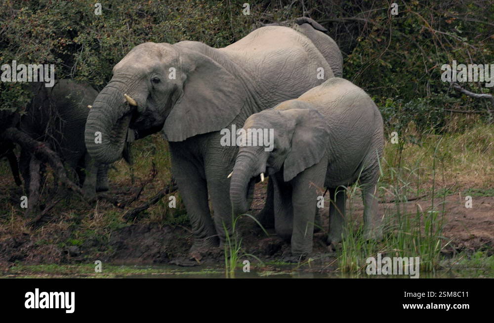 Herd of african elephants drinking water in a pond of water in the ...