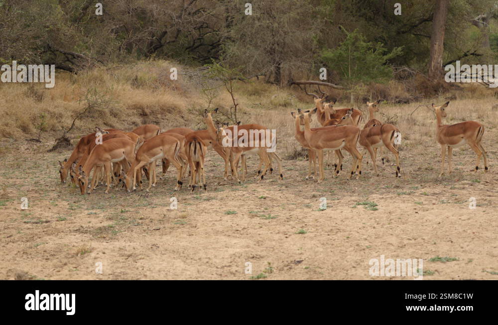 Herd of impalas, the most common type of deers in the Kruger National ...