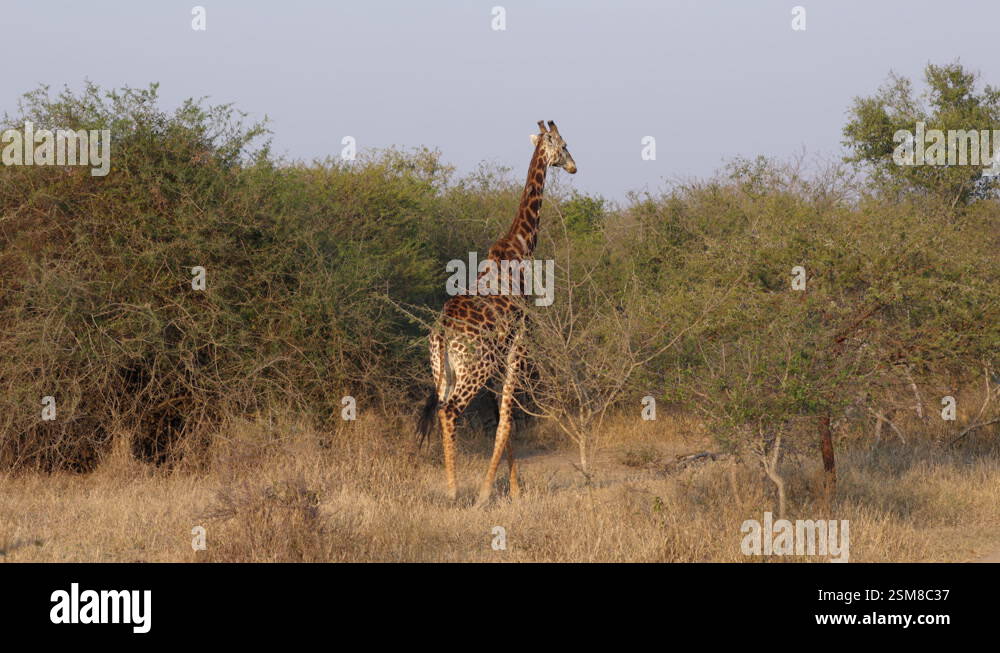 Very big and elegant giraffe walking away in the savanna of the Kruger ...