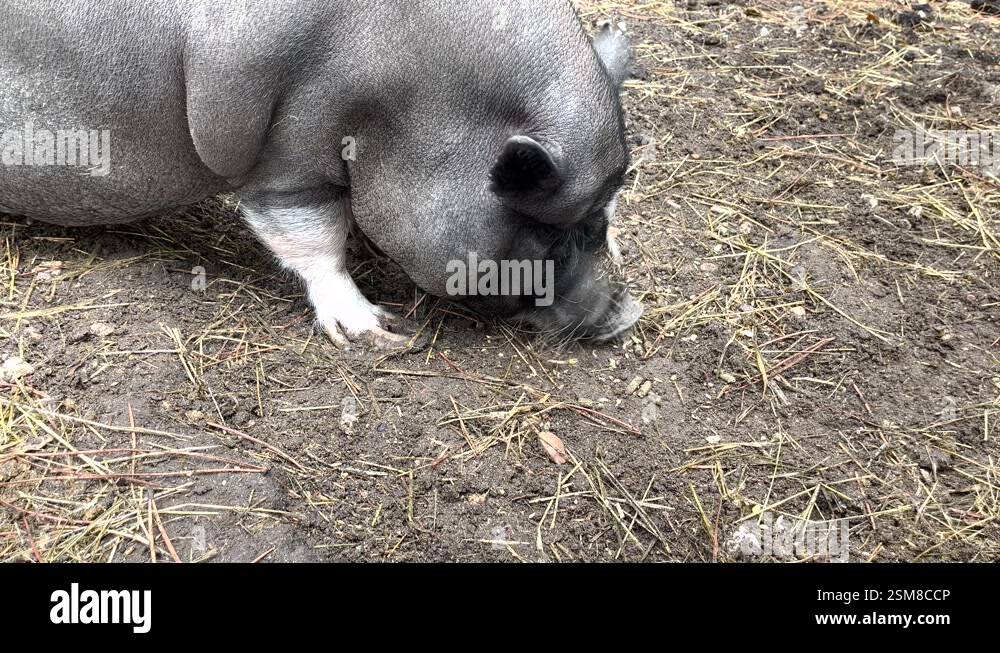 A black pig frantically searches for food on the ground in the farm ...