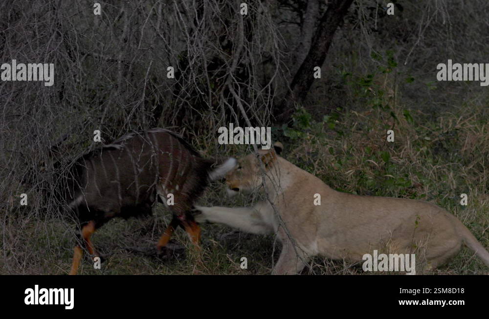 Lioness hunting a male nyala, jumping over it with her claws, in the ...