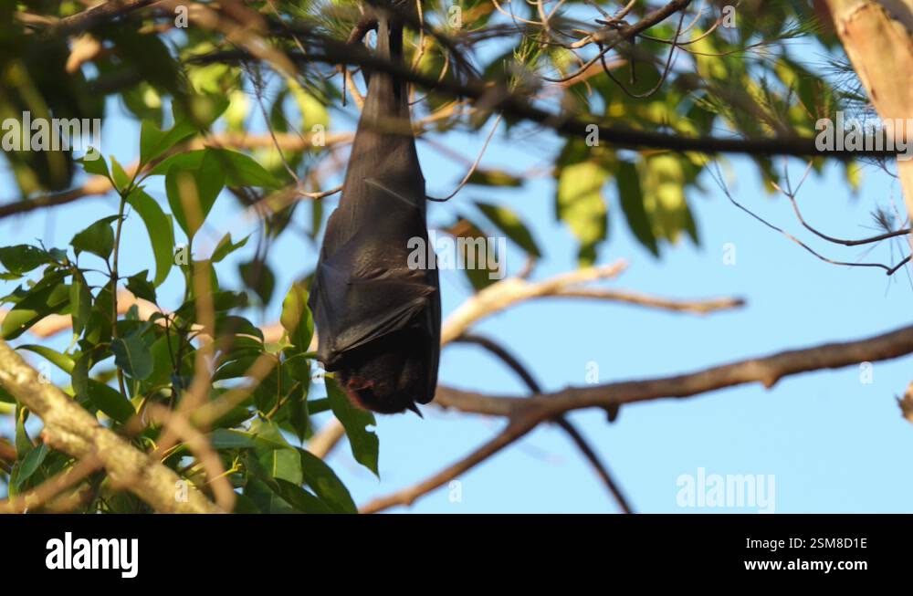 Sleeping fruit bat aka flying fox sleeping in a tree on a windy day ...