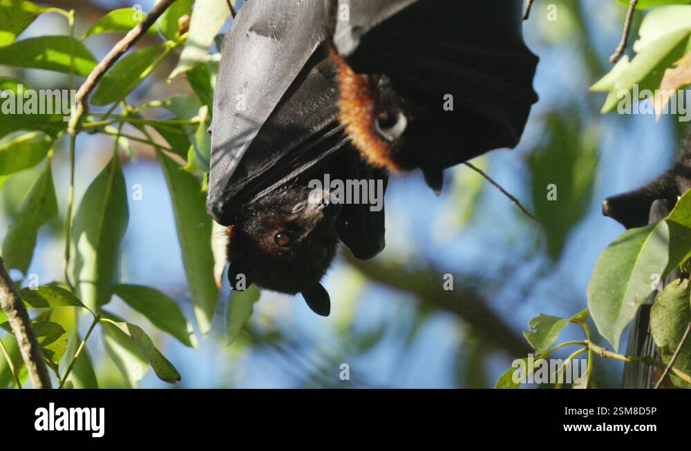 Close up of two sleeping flying foxes fruit bats roosting in a gum tree ...