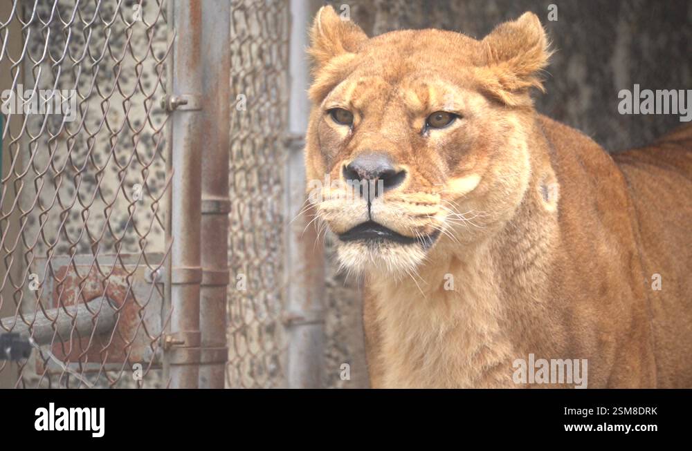 lion looking for prey - close up view Stock Video Footage - Alamy