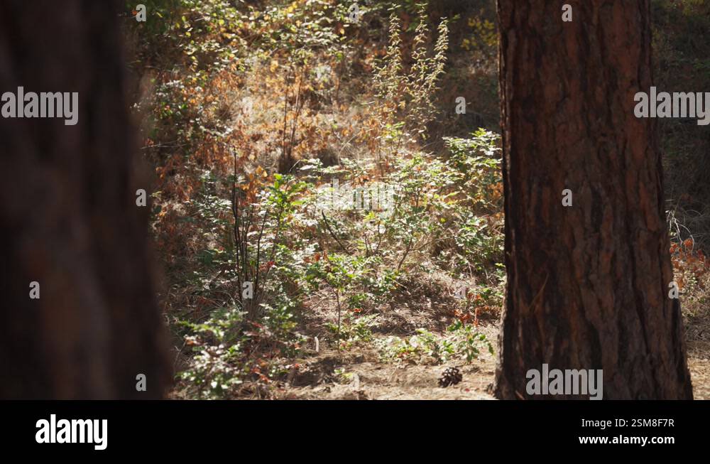Peering through tall forest trees Stock Video Footage - Alamy