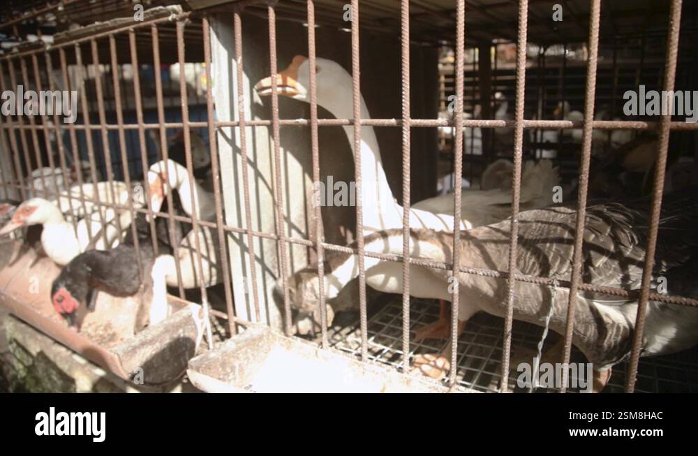 Close up of geese and ducks in cage to be sold in Ver o Peso market ...