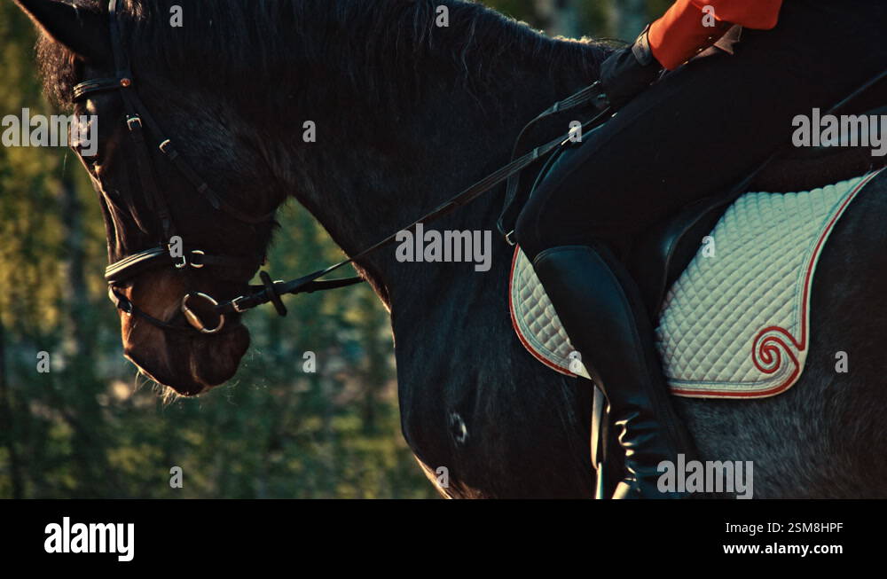 Jockey sitting on horse Stock Videos & Footage - HD and 4K Video Clips ...