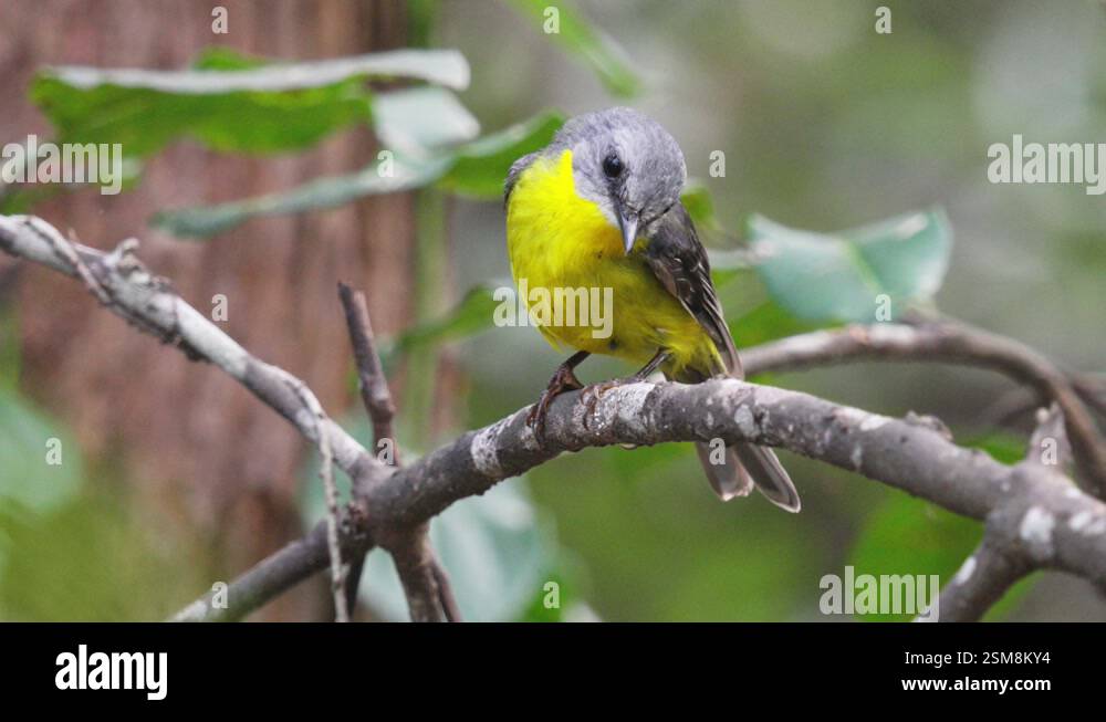 Bird flying sideways Stock Videos & Footage - HD and 4K Video Clips - Alamy
