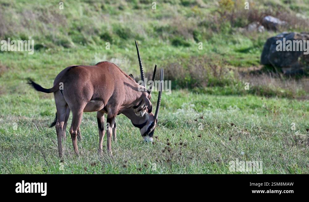 Gemsbok Oryx grazing and shaking head in grass field Stock Video ...