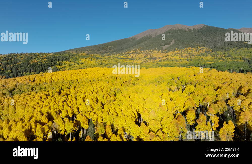 Yellow canopy Stock Videos & Footage - HD and 4K Video Clips - Alamy