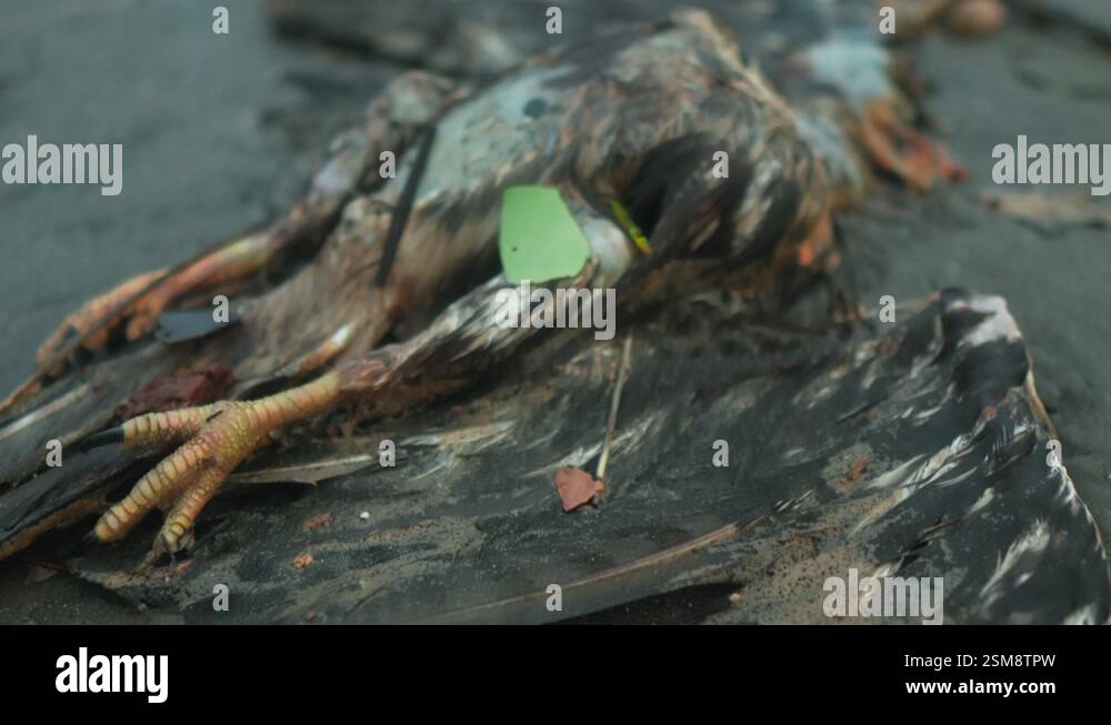 dead bird on beach, bird carcass on sand, plastic microplastic and oil ...