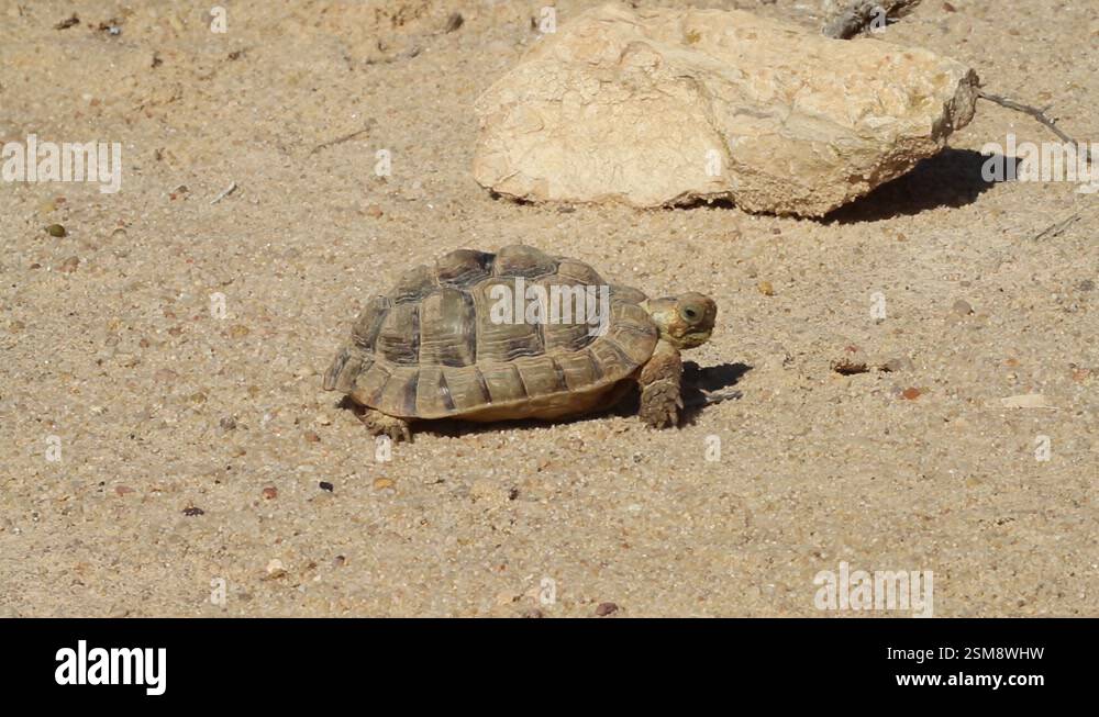 Egyptian Tortoise (Testudo kleinmanni) walking on sand Stock Video ...