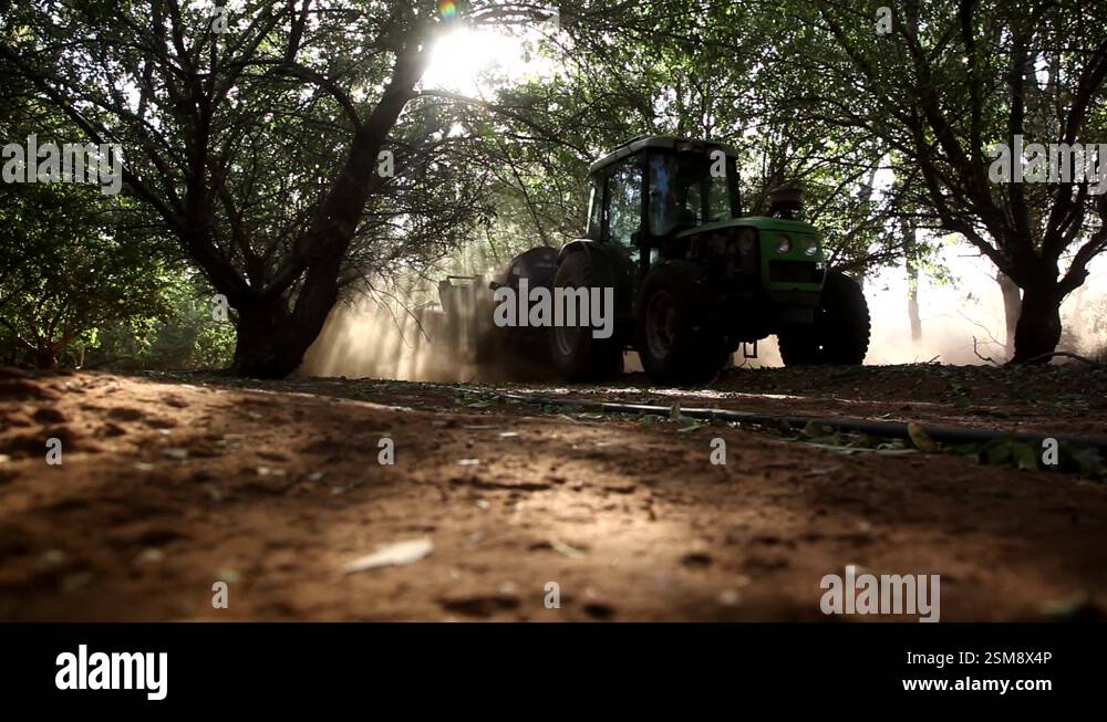 Almonds being harvested by a pick-up machine Stock Video Footage - Alamy