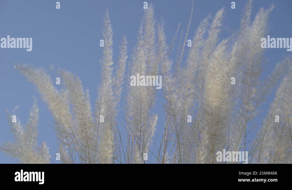 Kash flowers are blooming in the autumn sky. Its a symbolic flower of ...