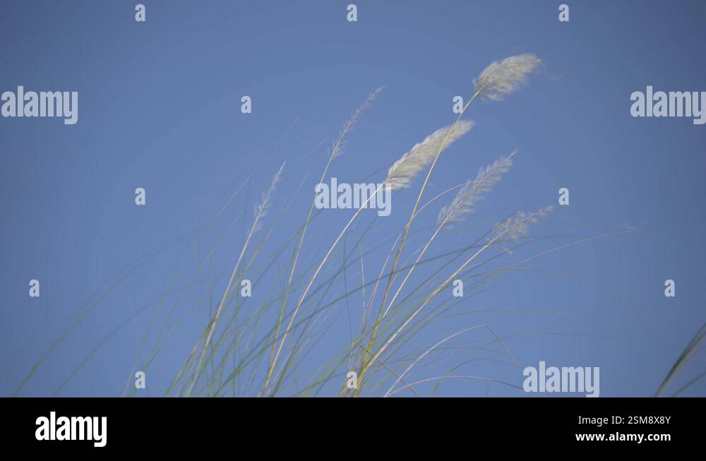Kash flowers are blooming in the autumn sky. Its a symbolic flower of ...
