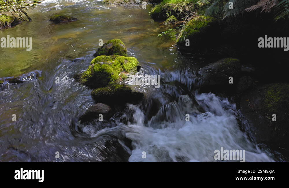 Water stream with mossy stones in jungle forest. Exotic nature of ...
