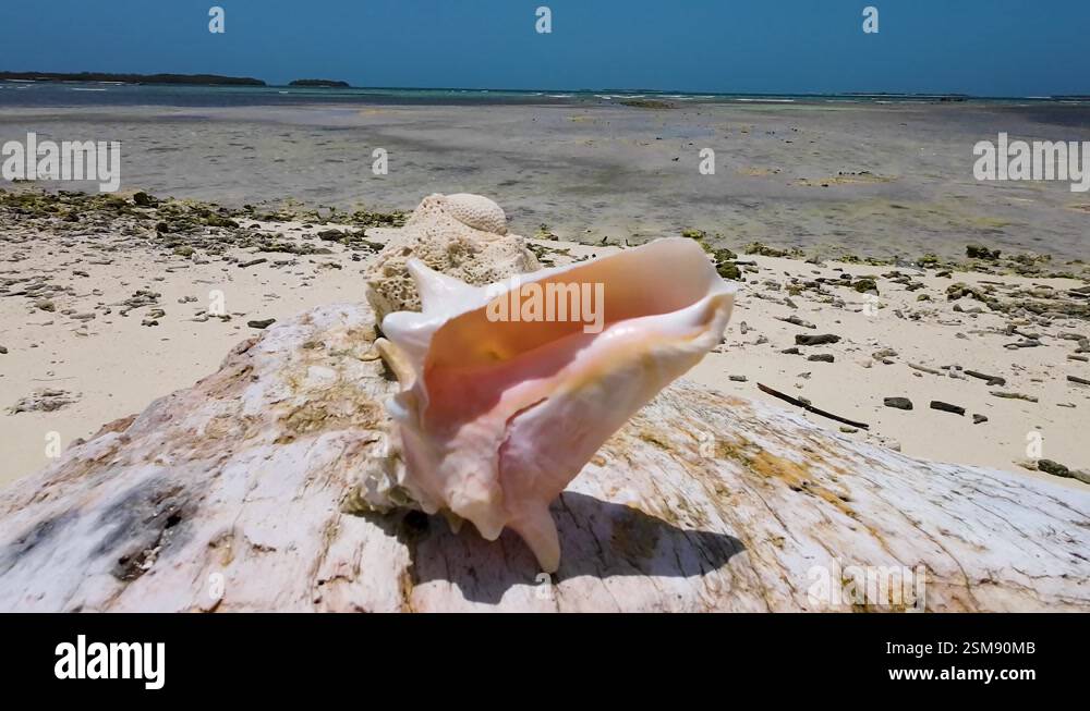 Queen conch shell on white sands and crystal waters barely-touched ...