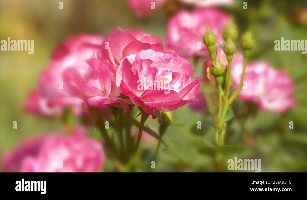Very beautiful roses in the garden. 4K zoom-out video with blur Stock ...