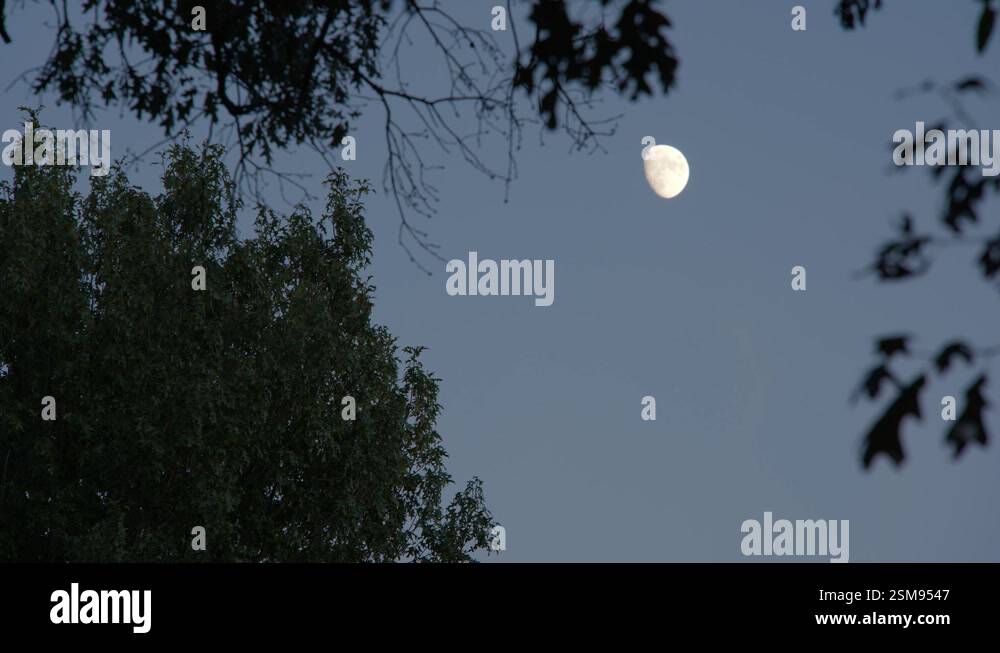 Silvery trees Stock Videos & Footage - HD and 4K Video Clips - Alamy