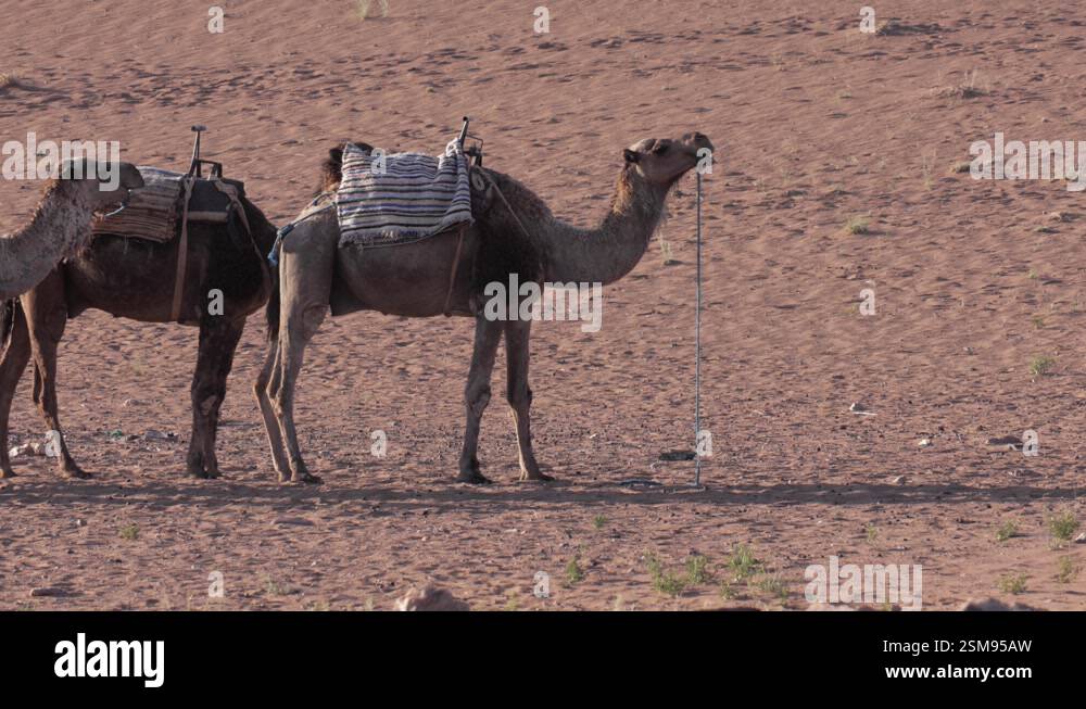 Camel caravan in Morocco's Sahara, an adventure through the sun-soaked ...