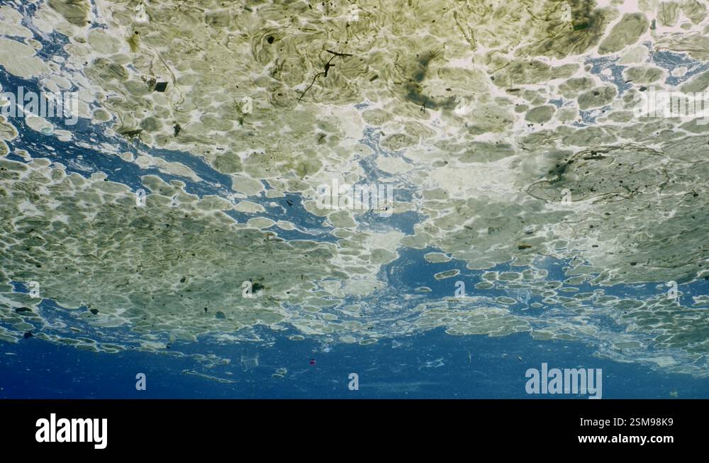 Surface of blue water in Ocean covered with thick layer of fat and ...