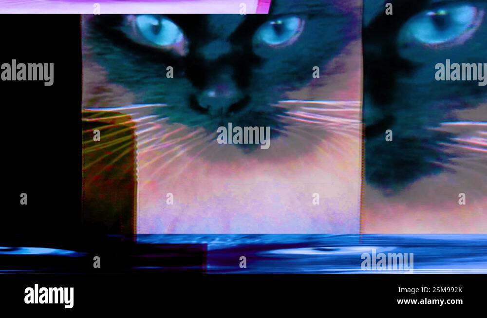 glitching kitty cat, distorted tape recorder, bad signal VHS ragdoll ...