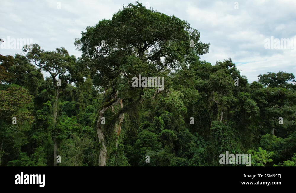 Extinct biodiversity Stock Videos & Footage - HD and 4K Video Clips - Alamy