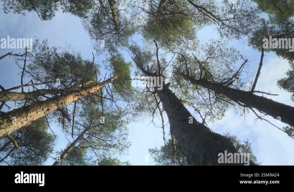 Pine trees swaying in wind. View upwards with fast rotation. English ...