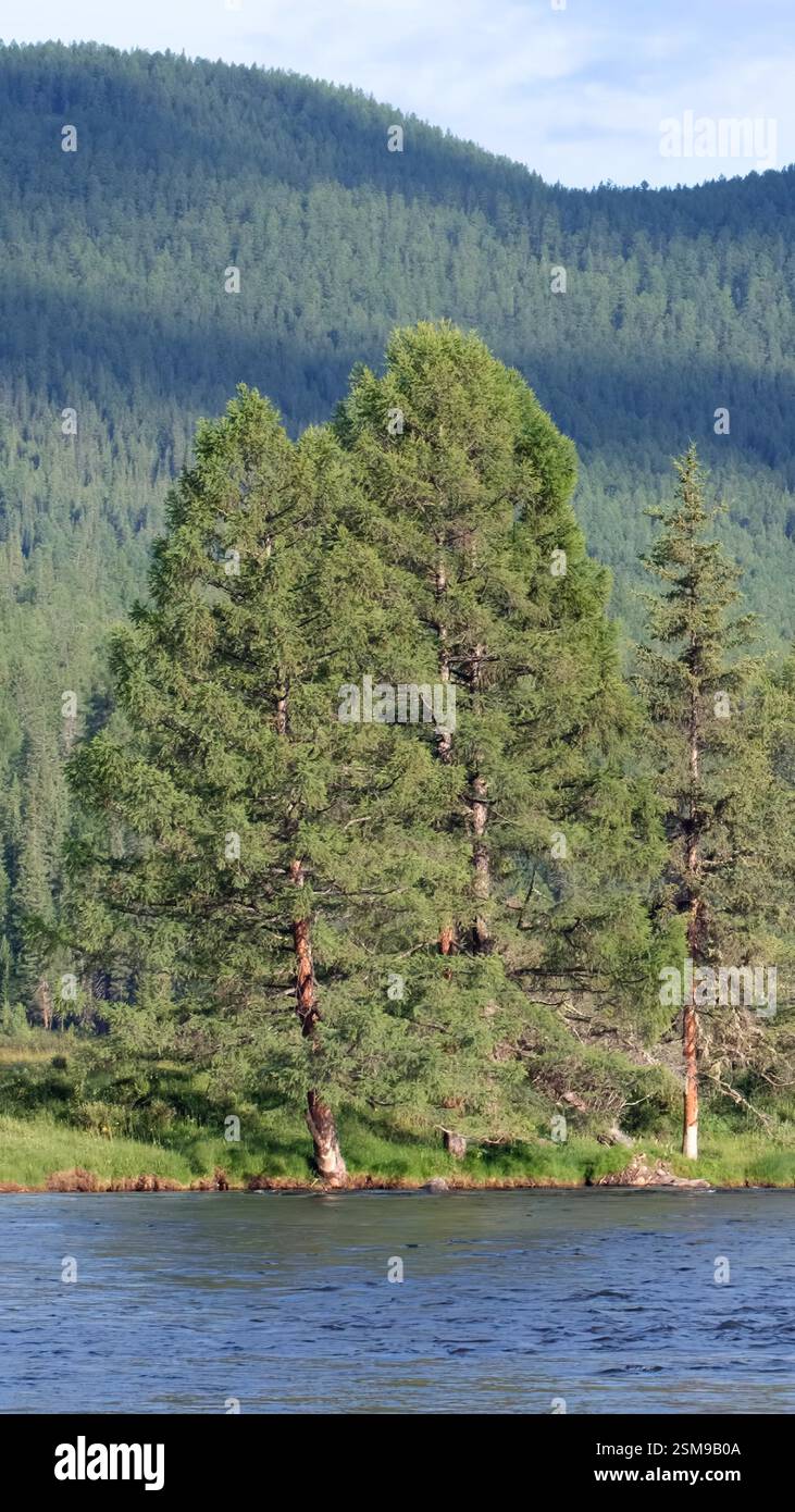 Vertical video of Altai river Bashkaus. Big larch trees are on the bank ...