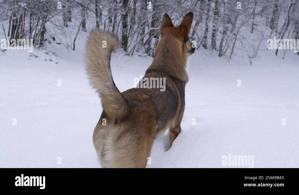 Excited young dog looks around the snowy landscape and then jumps into ...