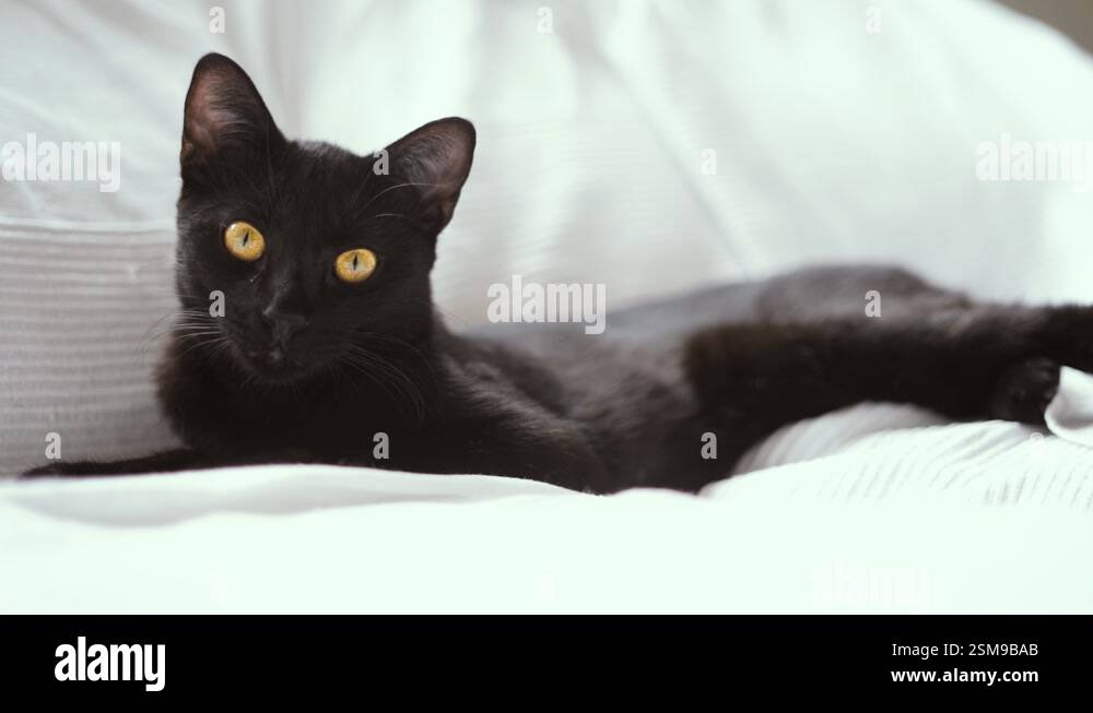 Cat portrait at home. Domestic cat in house kitty looking at camera ...