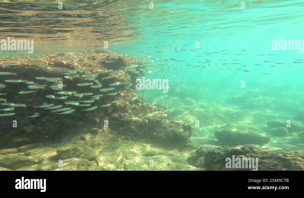 A huge school of small bright fish swims in the waves against the ...