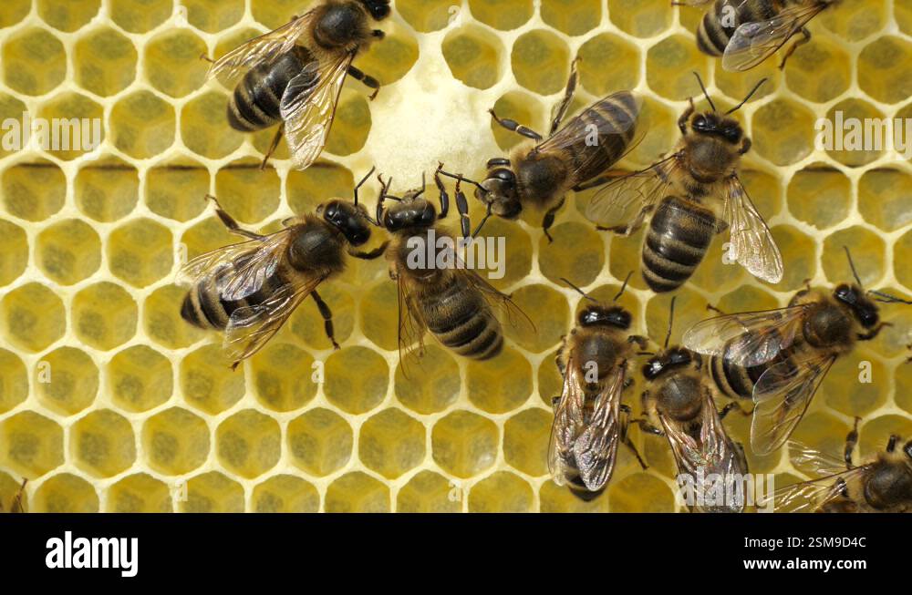Bees build a cocoon for the development of the future queen bee larva ...