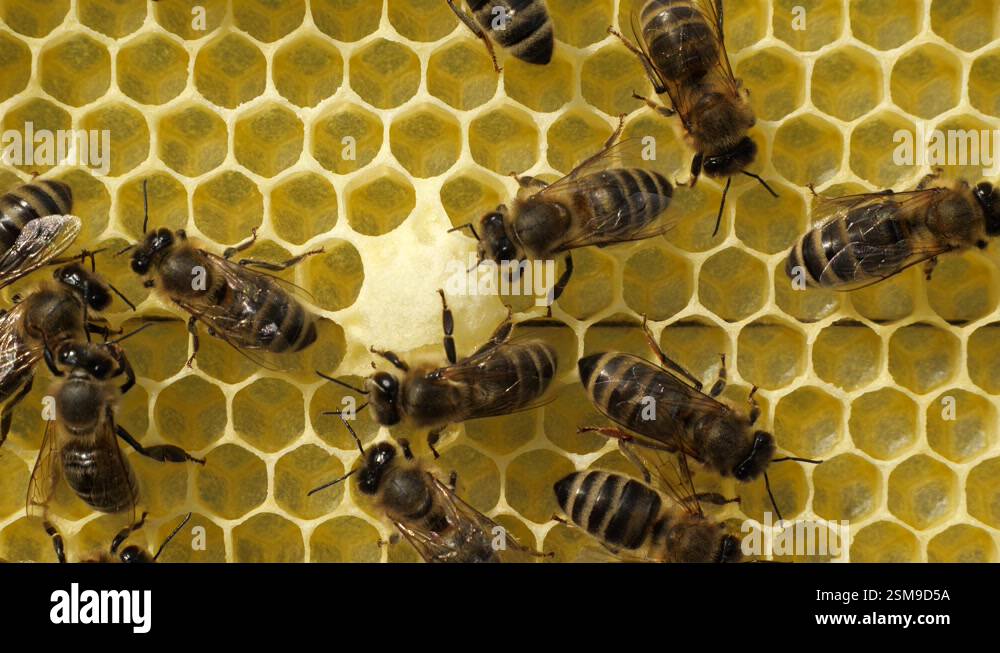 Bees build a cocoon for the development of the future queen bee larva ...