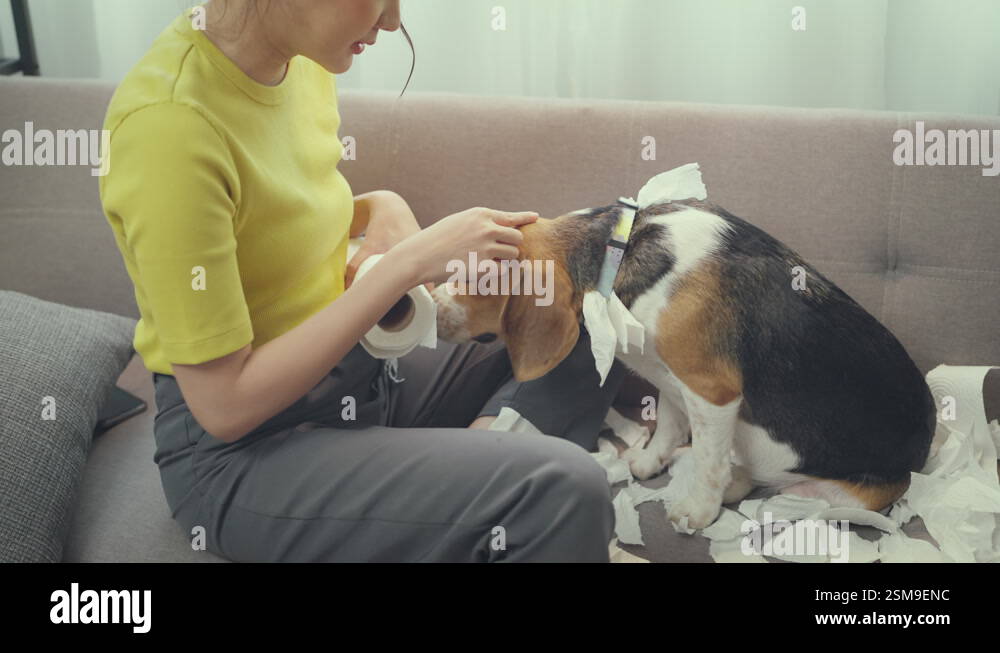 Angry woman wagging a finger and scolding her pug dog Stock Video ...