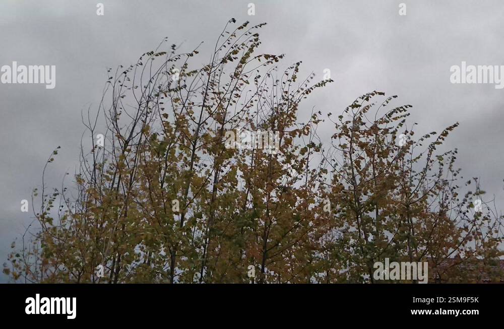 Trees sway in the hurricane wind in the village Stock Video Footage - Alamy