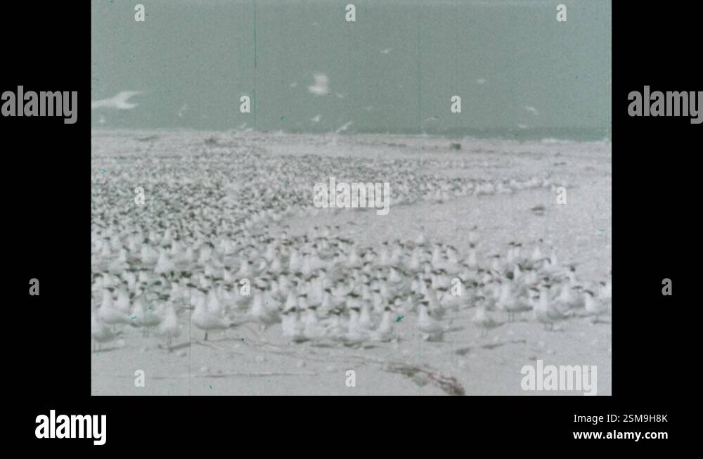 1960s: Flocks of terns land on sandy beach near eggs. Bank swallow ...