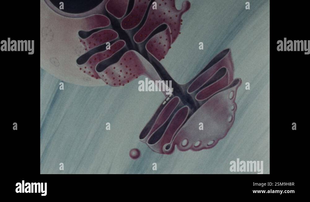 1960s: Illustration of protein string moving through cell. Cells moving ...