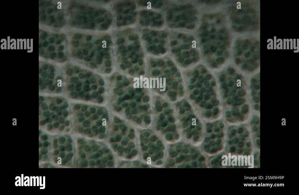 1960s: Cluster of green cells. Groups of clusters of cells. Cells ...