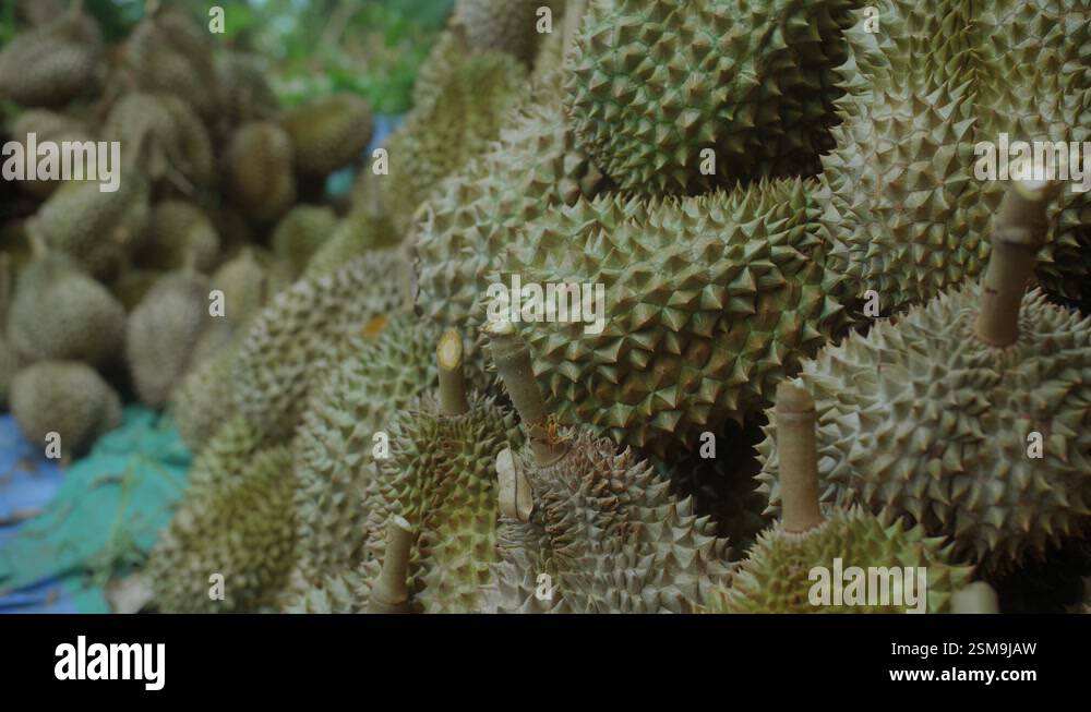 Duriantrees Stock Videos & Footage - HD and 4K Video Clips - Alamy