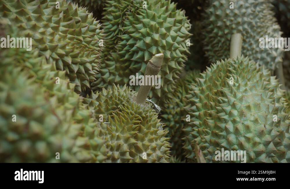 Durian fruits, rack focus, Extreme closeup, fruit plantation in ...