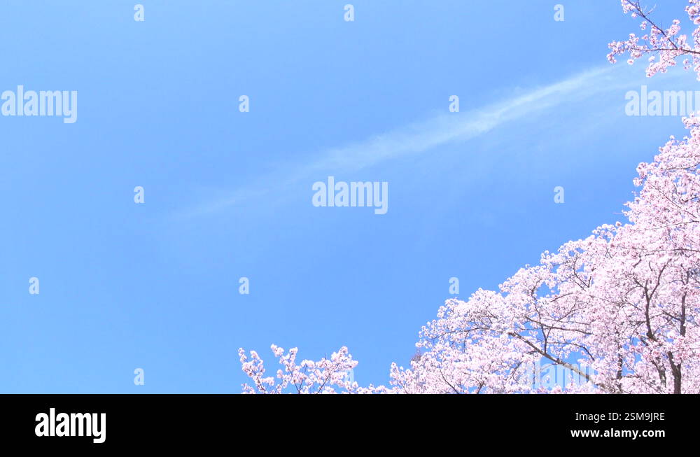 Pan of Sakura in full bloom with the blue sky in Japan. Cherry blossom ...