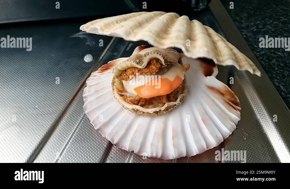 Whole Bay scallop saltwater clam inside shell on aluminium kitchen ...