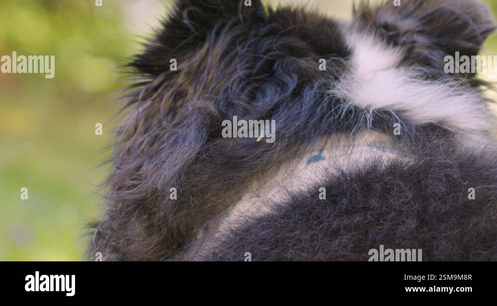 Watching a dog from behind. Dog sitting in the garden enjoying the sun ...
