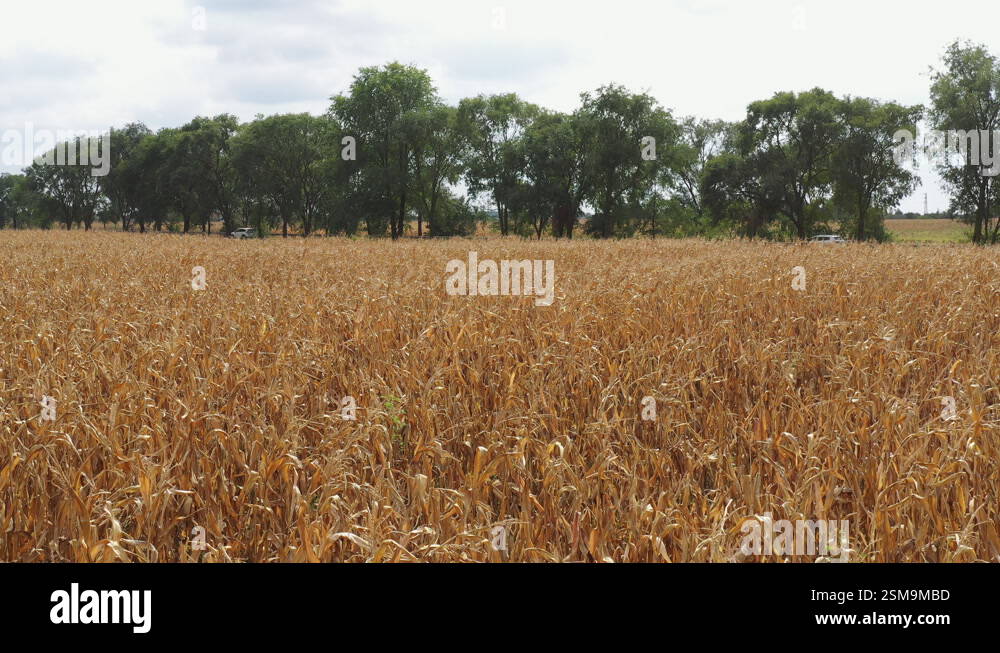 Drone shot of ripe corn field and traffic on country road Stock Video ...