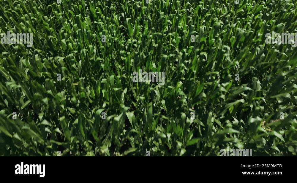 Fly over growing corn fields Stock Videos & Footage - HD and 4K Video ...