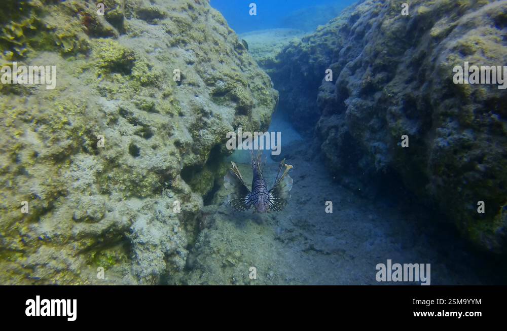 Front side of Lionfish swims between rocks, slow motion Stock Video ...