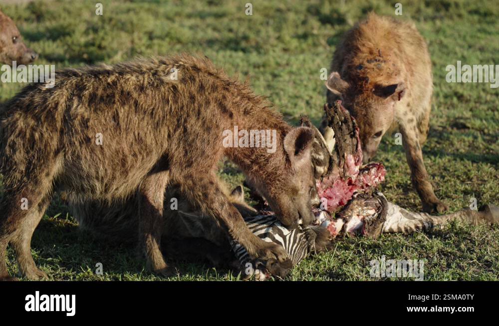 A Reveal Shot Of A Pack Of Hyenas Eating A Dead Zebra In The Wild ...