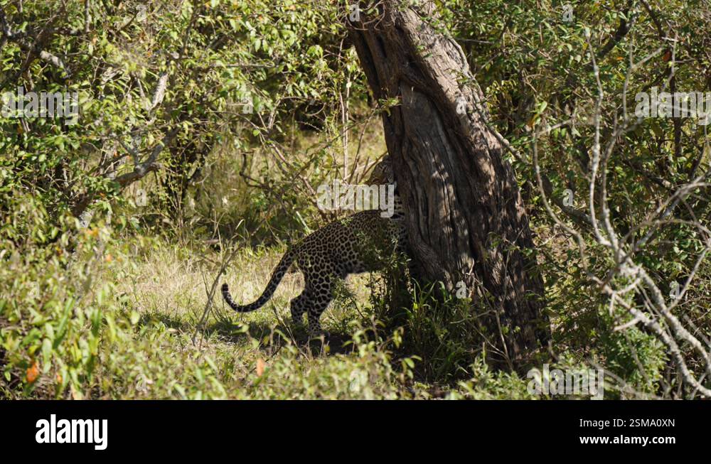 A Smooth Shot Of A Leopard Bunting On A Large Tree Among A Bushy Area ...